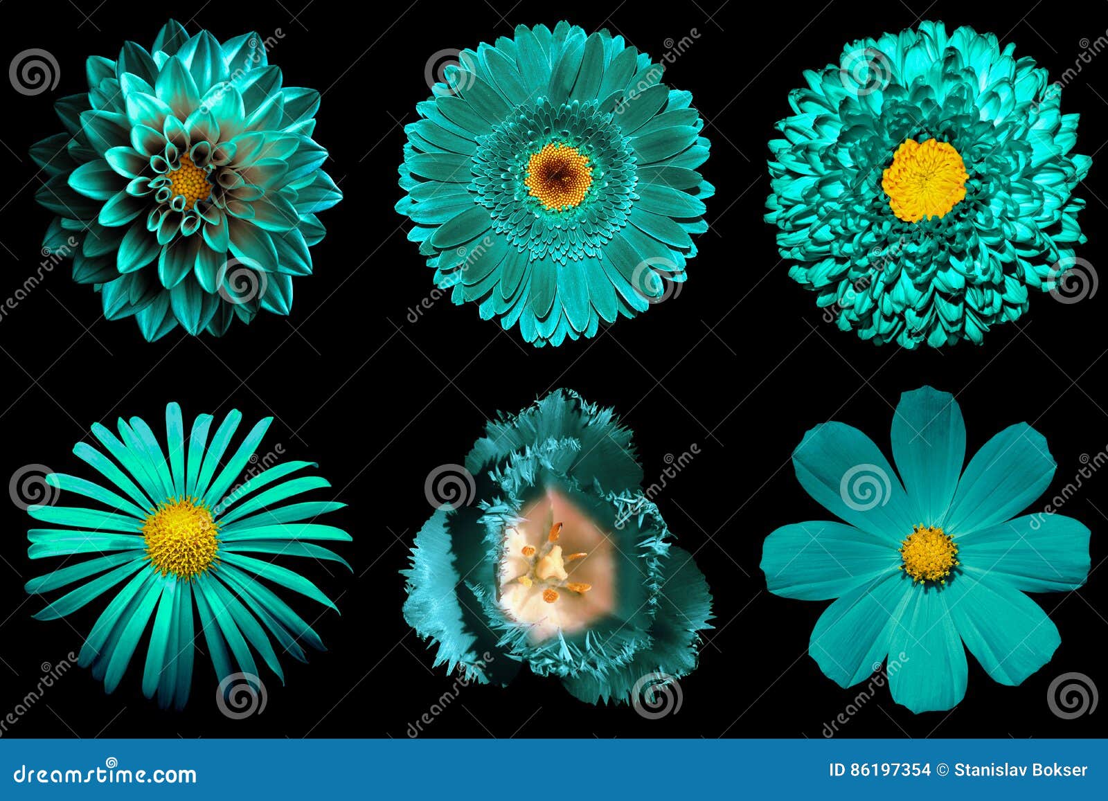 Turquoise Flowers On A Jade Vine, Strongylodon Macrobotrys, In A ...