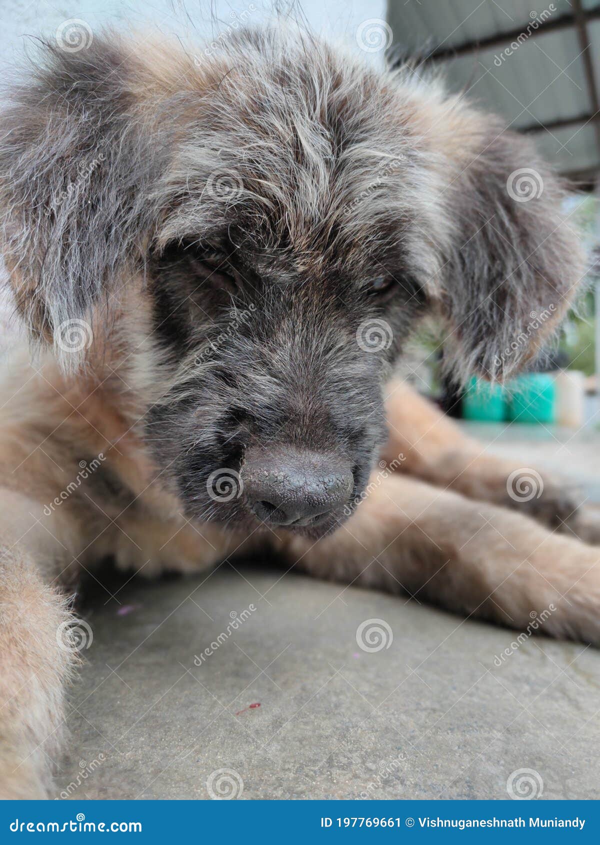 Mix color cute Black pappy stock image. Image of cute - 197769661