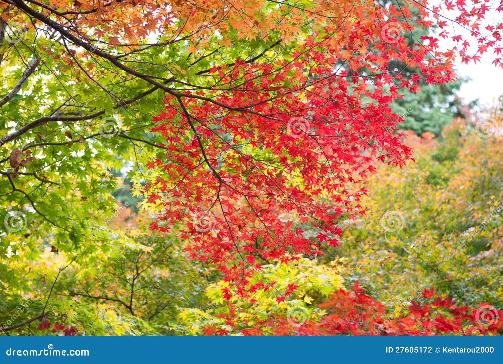 Mix colored leaves stock photo. Image of november, maple - 27605172