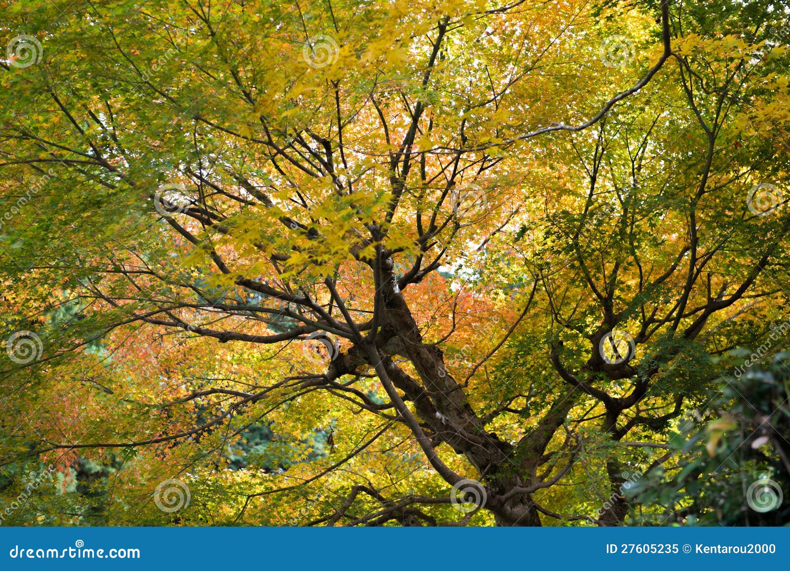 Mix colored leaves stock image. Image of leaves, back - 27605235