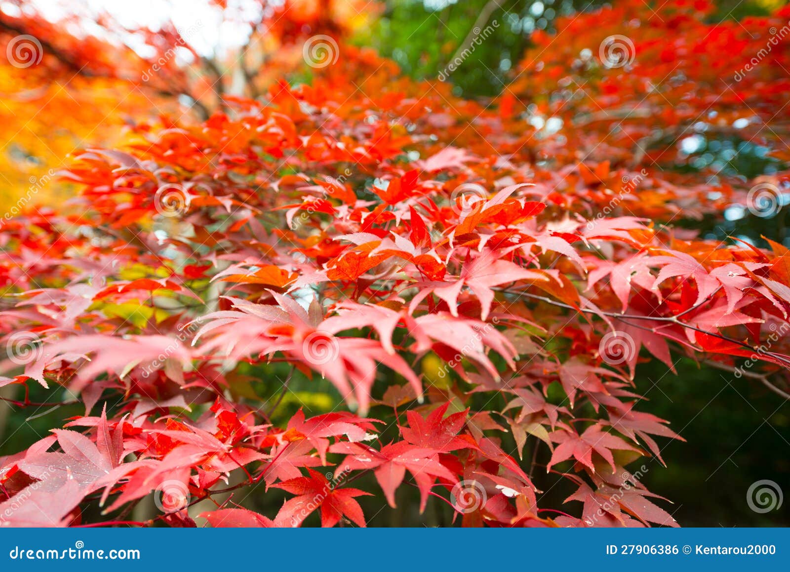 Mix colored leaves stock photo. Image of japan, autumn - 27906386