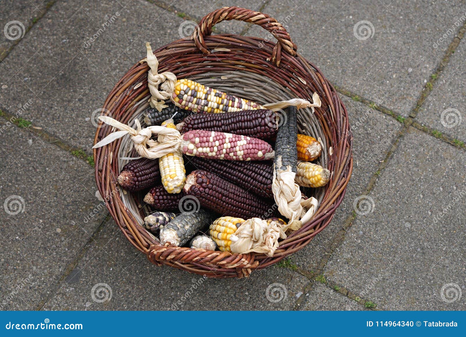 Mix corn maize stock photo. Image of indian, corn, organic - 114964340