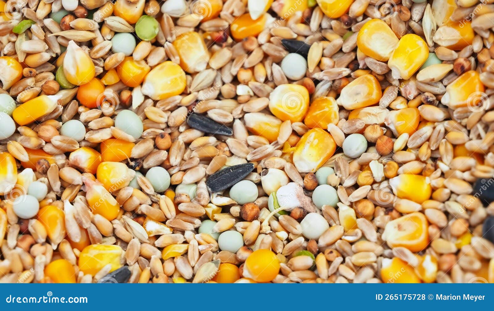 Mix of Corn and Seeds for Cooking Stock Photo - Image of meal ...