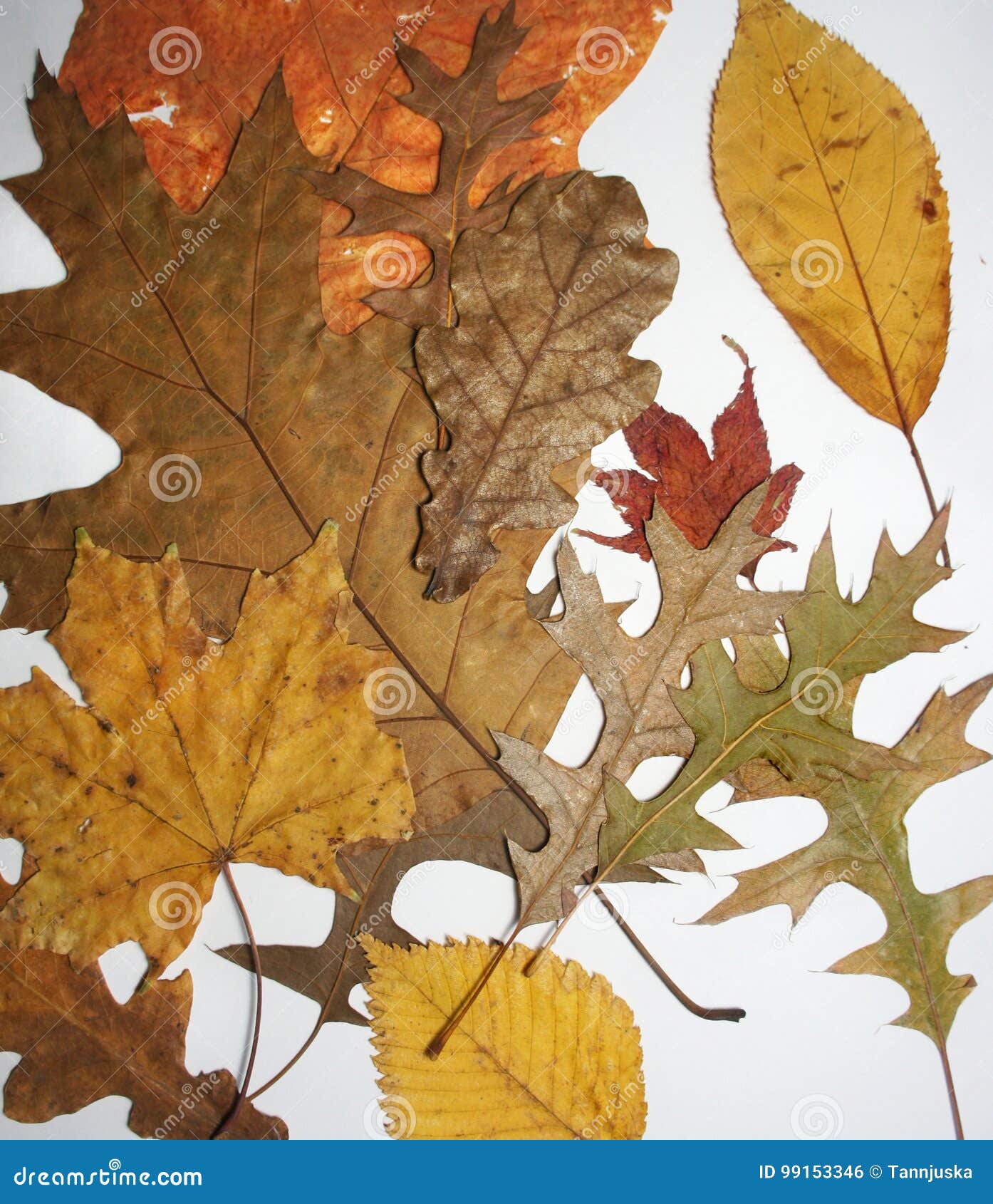 Mix of Fall Multicolored Leaves in Herbarium Stock Photo - Image of ...