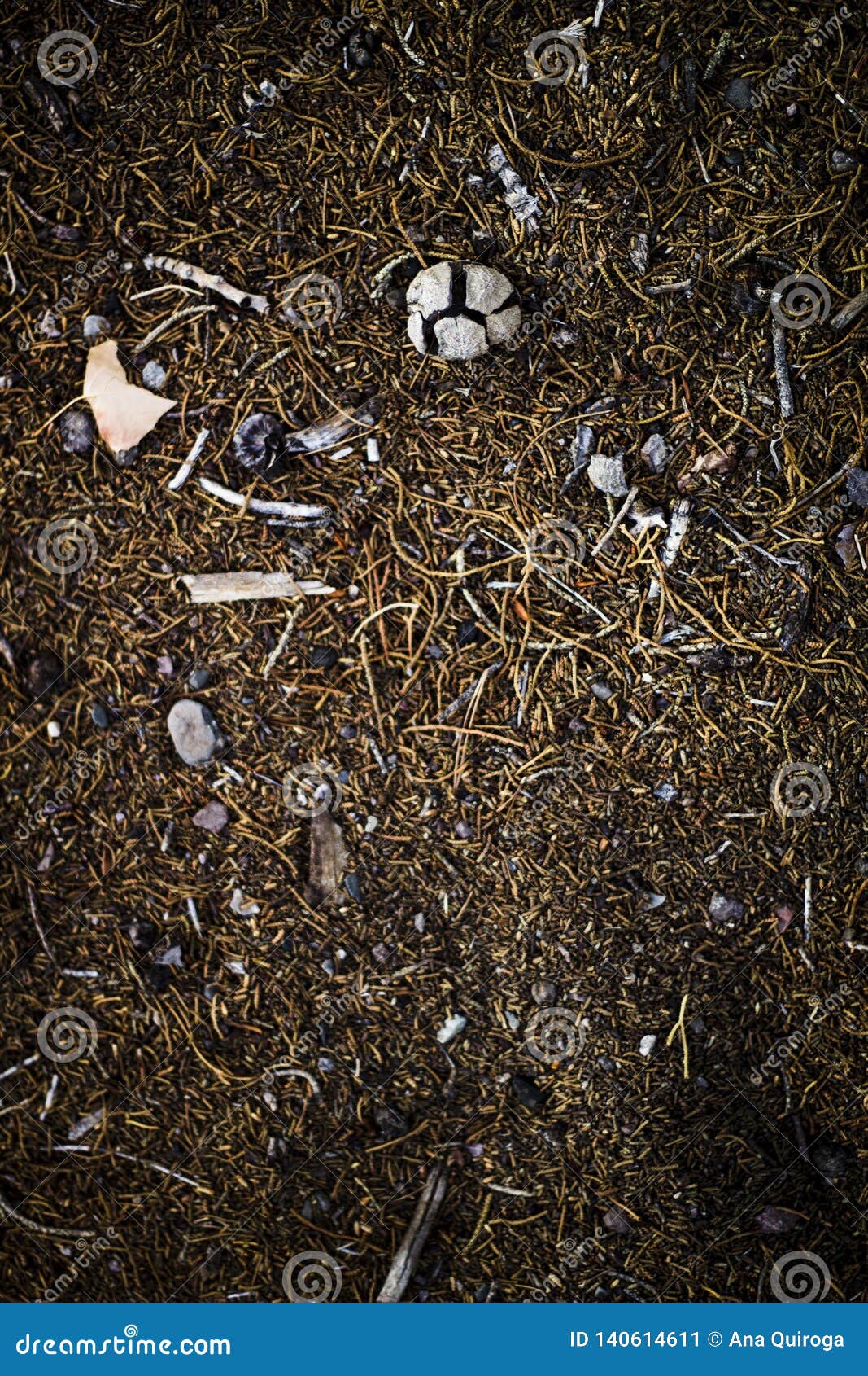 Mix of Field Objects, Stones, Dark Earth, Sticks and Tree Branches ...