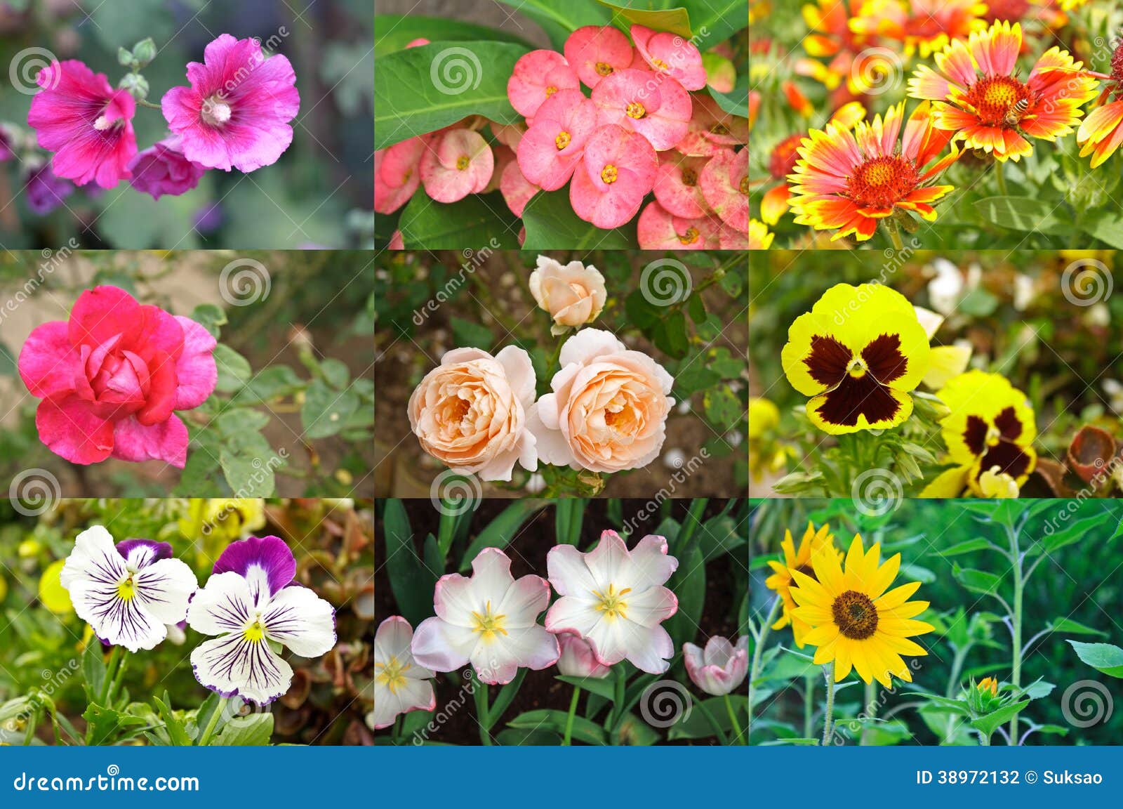 Mix Flower stock photo. Image of green, outdoor, petal - 38972132