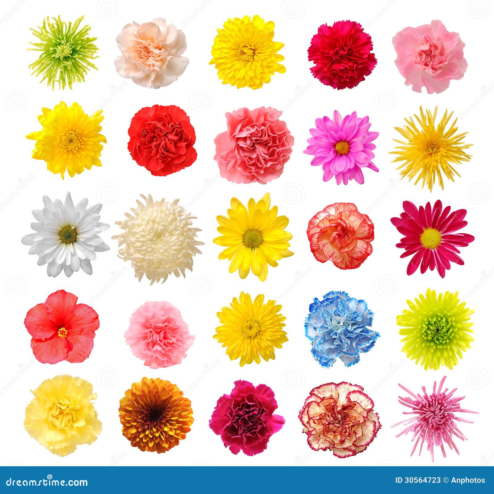 Mix flower stock image. Image of botany, carnation, beautiful - 30564723