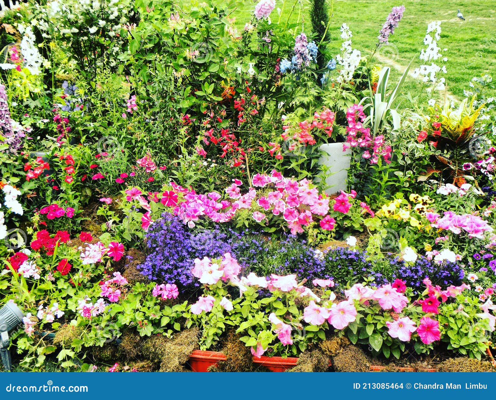 The mix flowers stock photo. Image of flowers, flower - 213085464