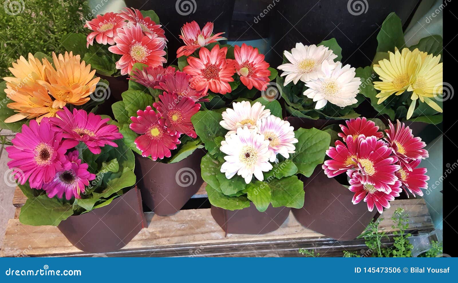 Mix Flowers stock photo. Image of background, daffodils - 145473506