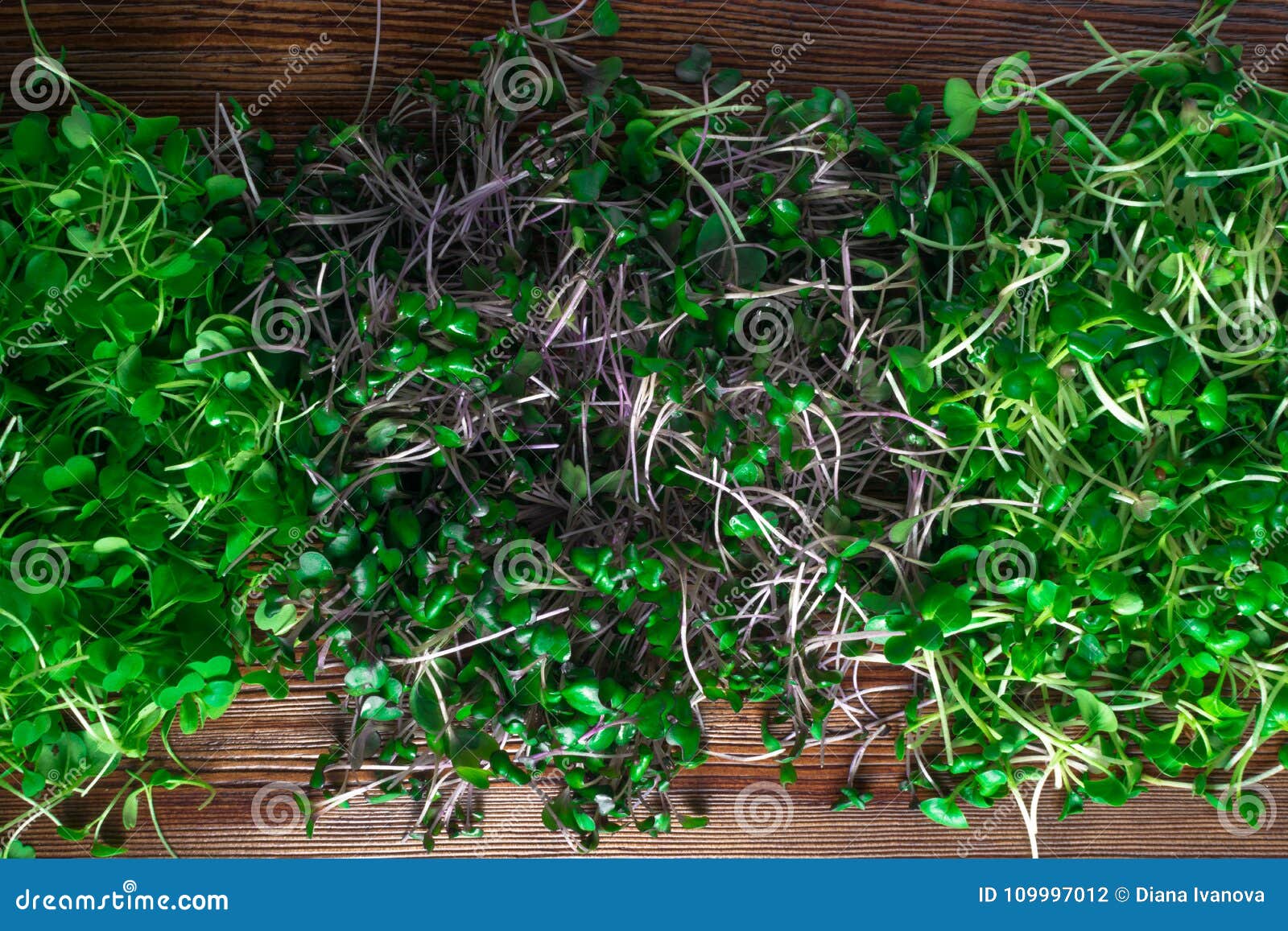 Mix of green grass sprouts stock photo. Image of fibre - 109997012
