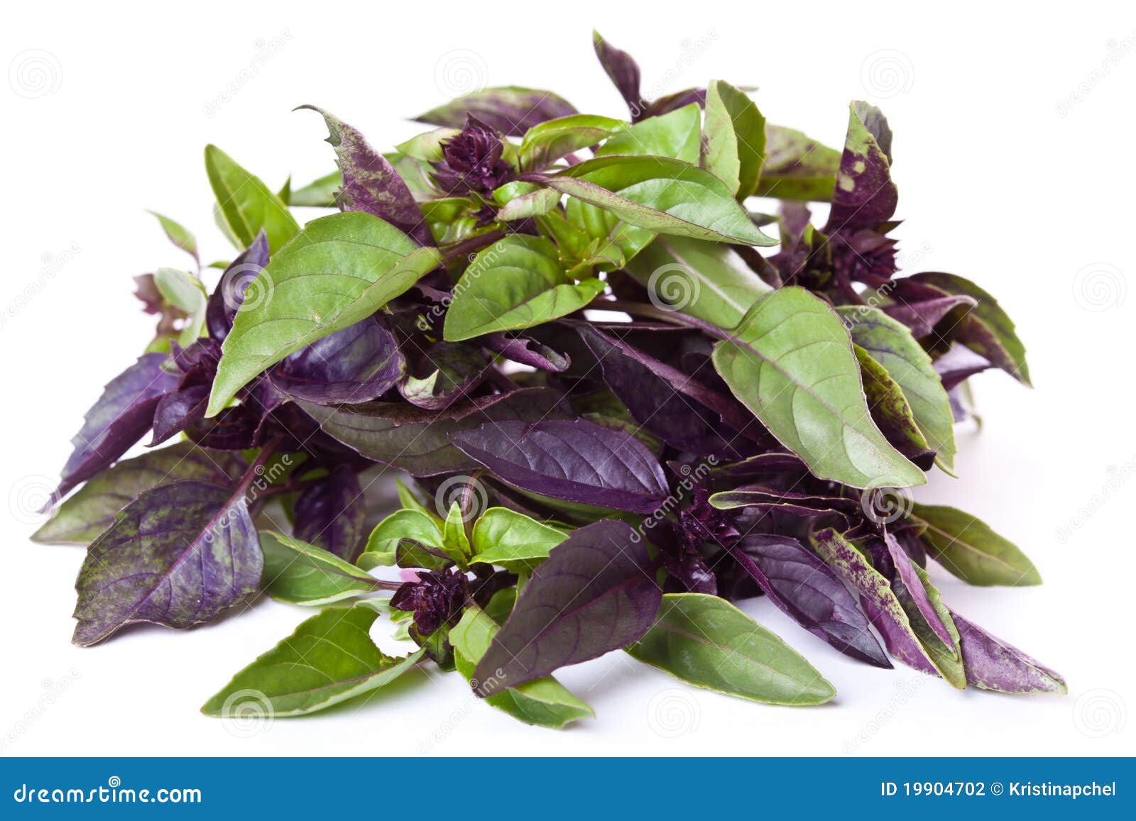 Mix of Green and Purple Basil Stock Photo - Image of italian, leaf ...