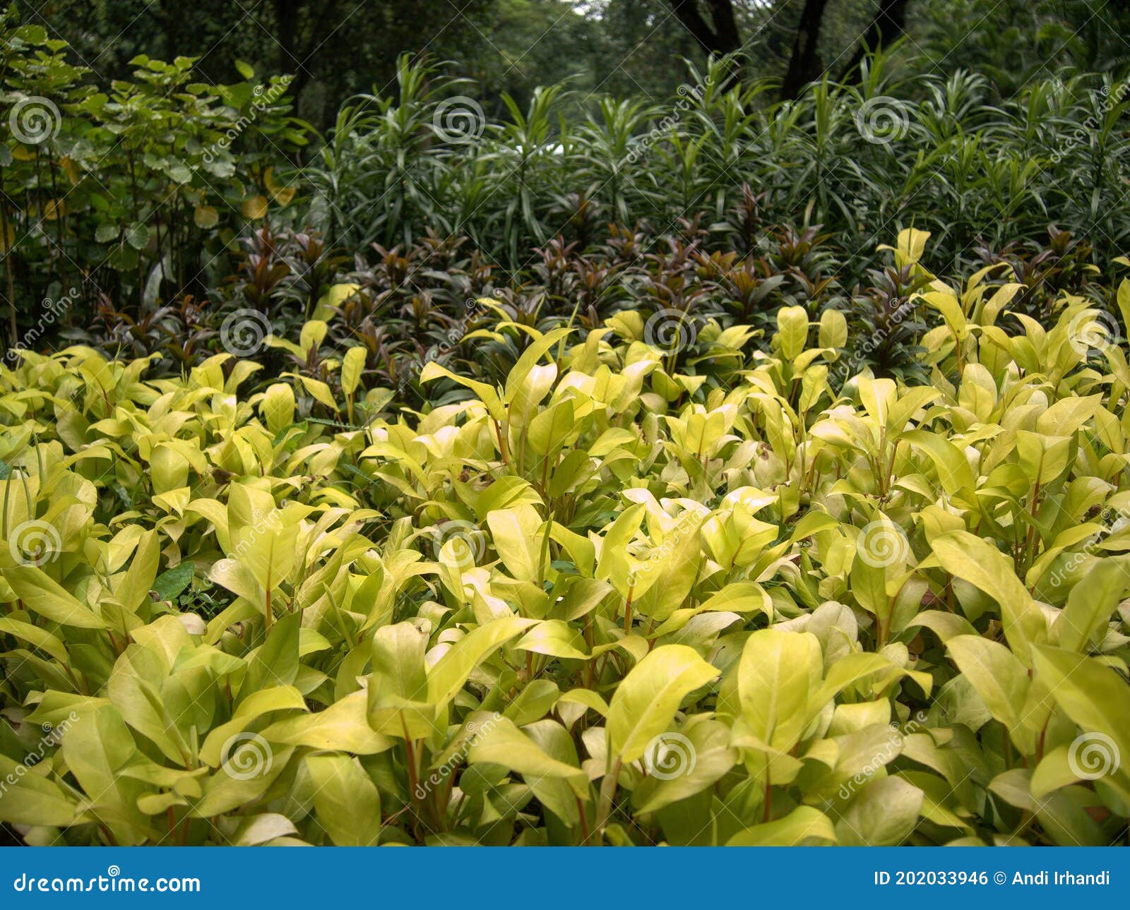 Mix of Leaves from Different Plants Stock Photo - Image of lawn, food ...