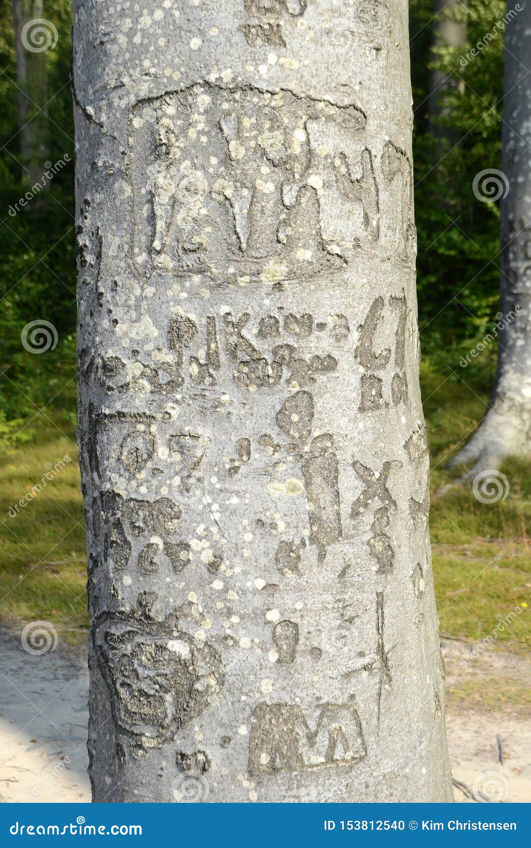 Periderm Cuttings on a Tree in the Forest Stock Photo - Image of symbol ...