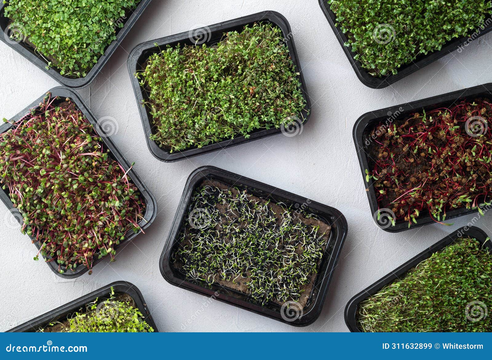 Mix of Microgreens in Container Stock Image - Image of vegetable ...