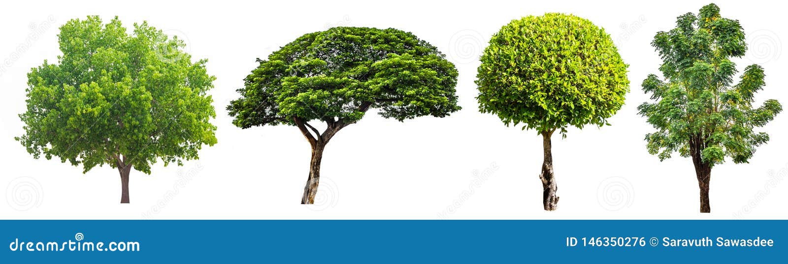 Mix of Trees ,isolated Big Deciduous Tree on a White Background, for ...