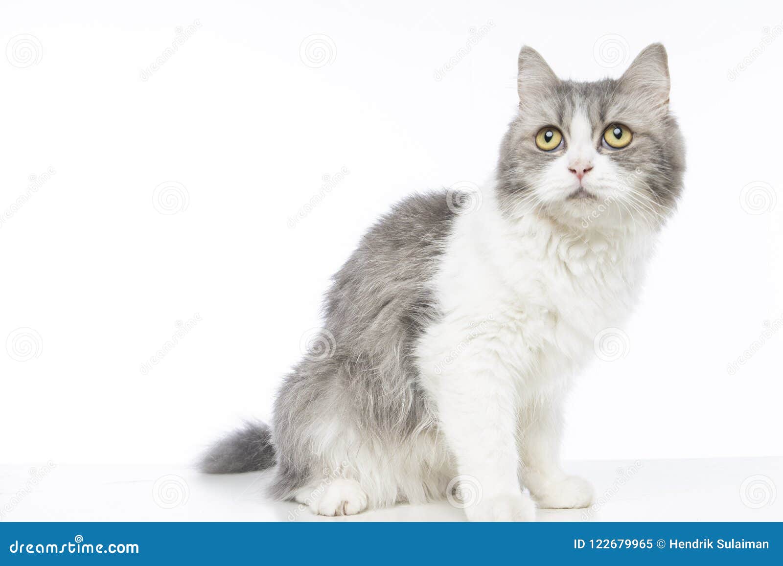 Mix persian cat stock image. Image of space, furry, text - 122679965