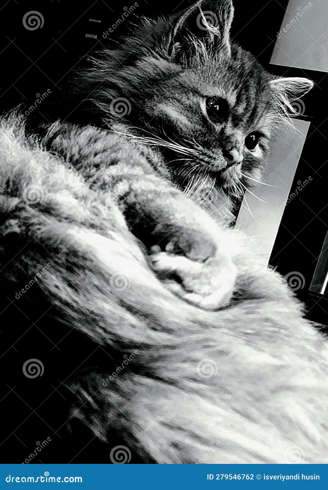 Mix persian cat stock photo. Image of potraits, pets - 279546762