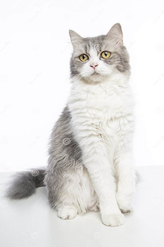 Mix persian cat stock image. Image of front, kitty, white - 122679945