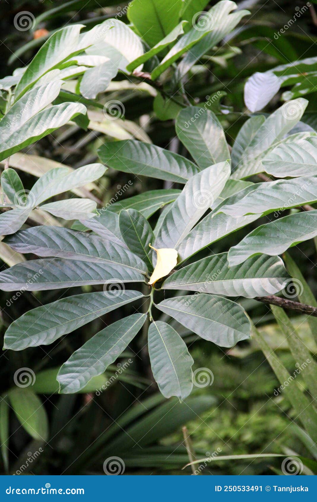 Mix of Plants in the Botanical Garden Stock Image - Image of vivid ...