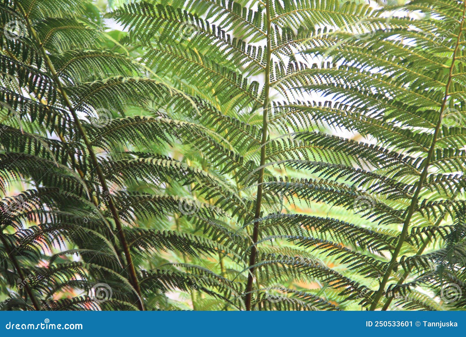 Mix of Plants in the Botanical Garden Stock Image - Image of green ...