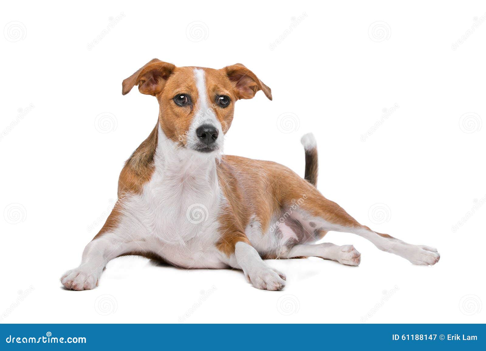 Mix Podenco dog stock image. Image of brown, podenco - 61188147