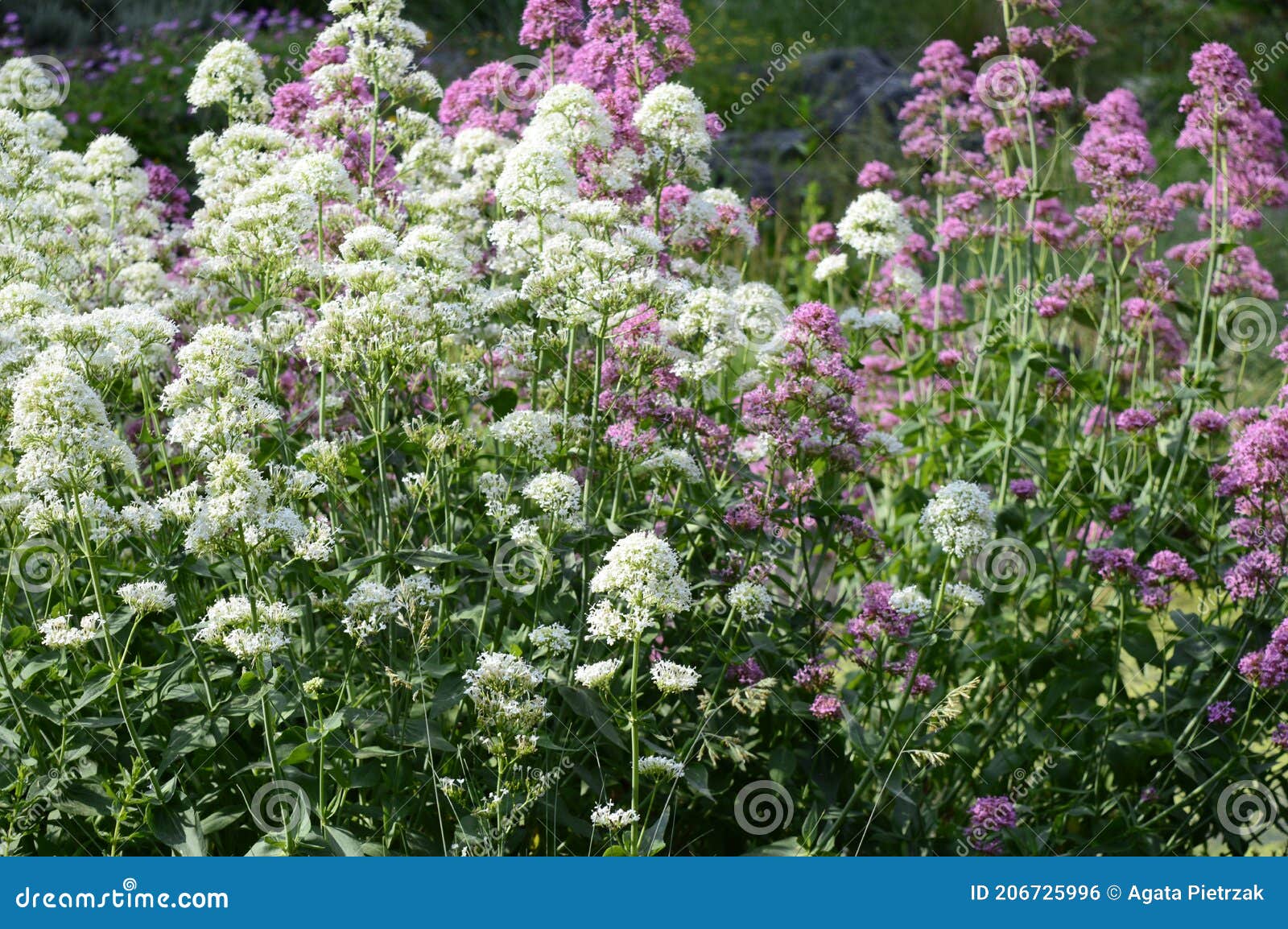 Mix of Red Centranus Ruber and White Centranthus Alba Stock Photo ...