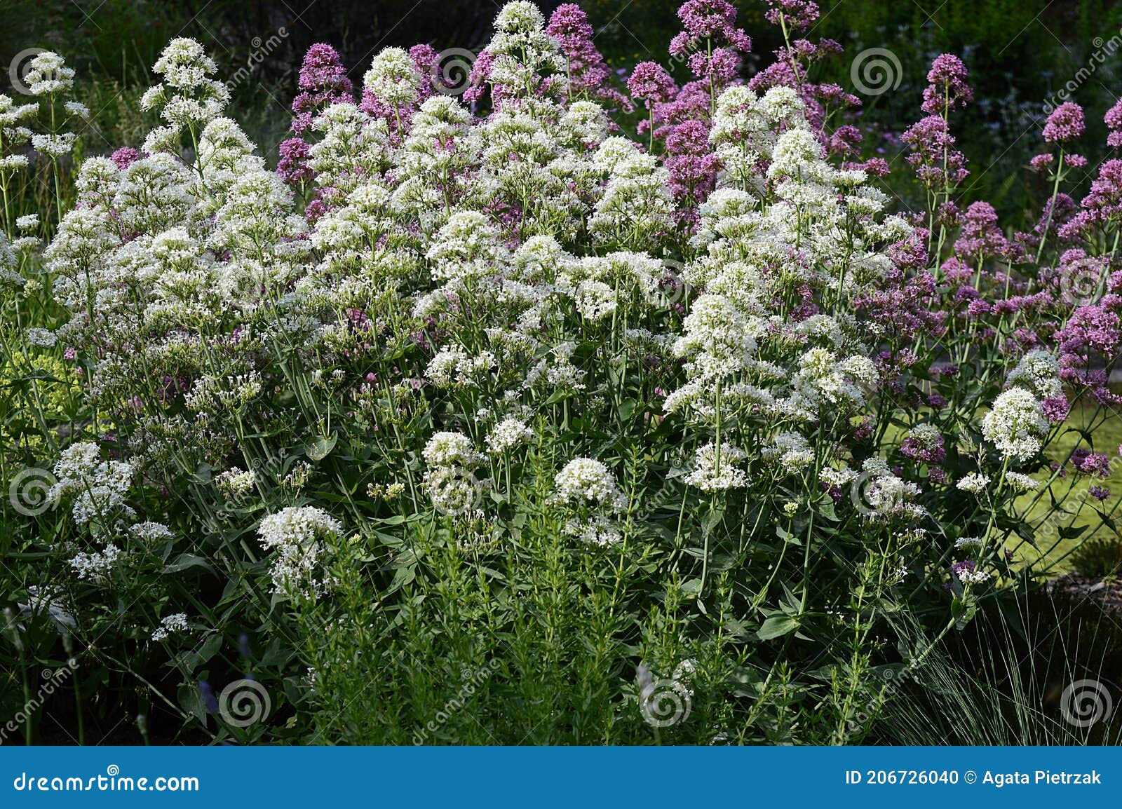 Mix of Red Centranus Ruber and White Centranthus Alba Stock Photo ...