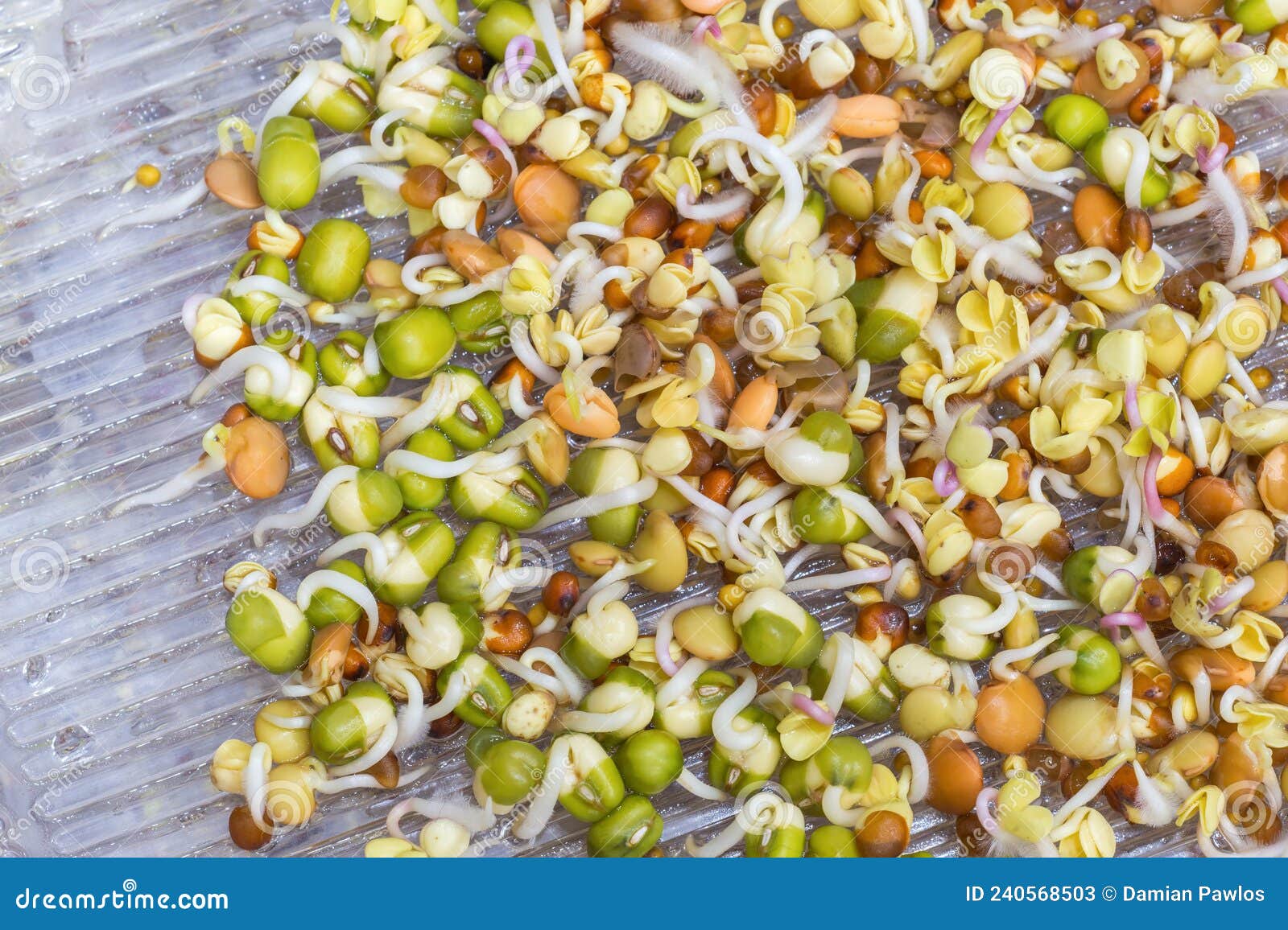 Germination Pan Stock Photos - Free & Royalty-Free Stock Photos from ...