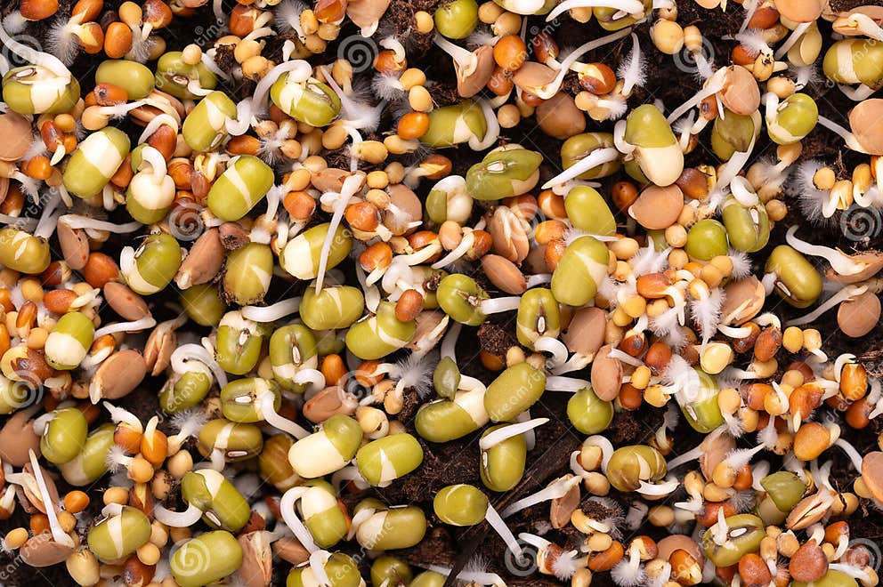 Mixed Sprouts Germinating on Humus Soil, Closeup from Above Stock Image ...