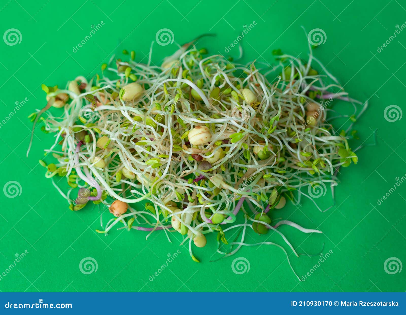 Mix of sprouts. stock photo. Image of healthy, harvested - 210930170