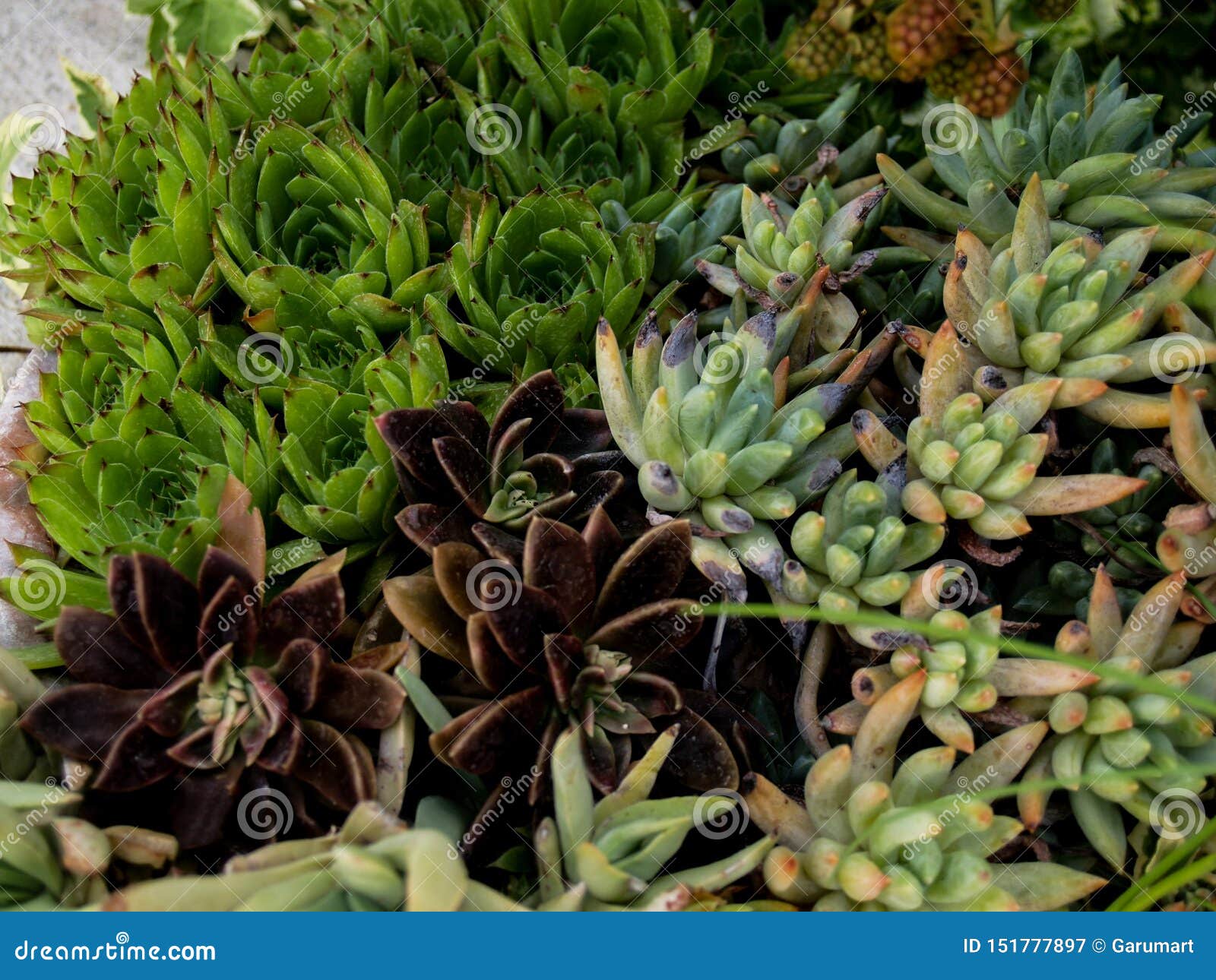 Mix Succulent Plants at Garden Stock Image - Image of closeup ...
