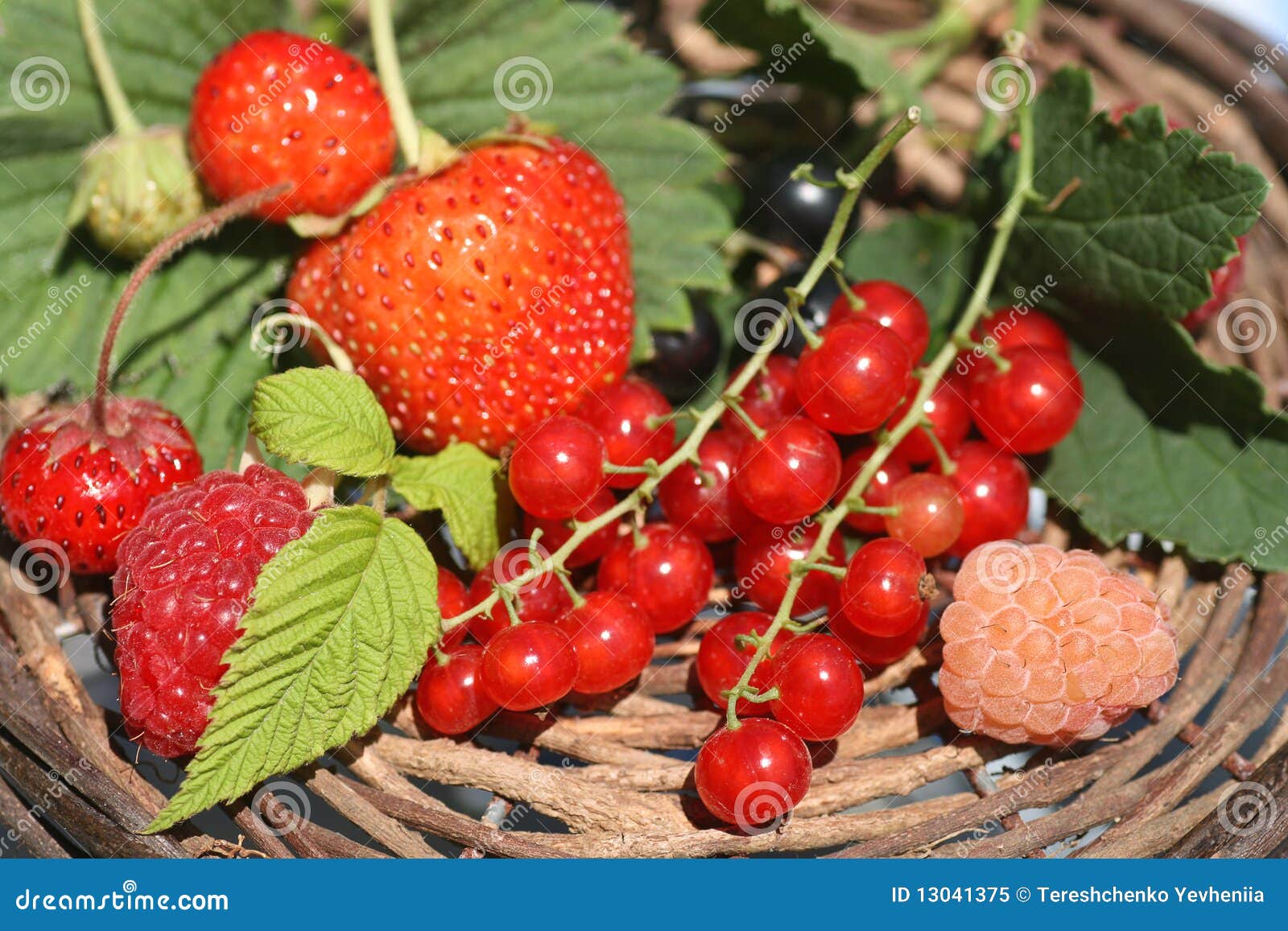 Mix of summer berries stock image. Image of dessert, nature - 13041375