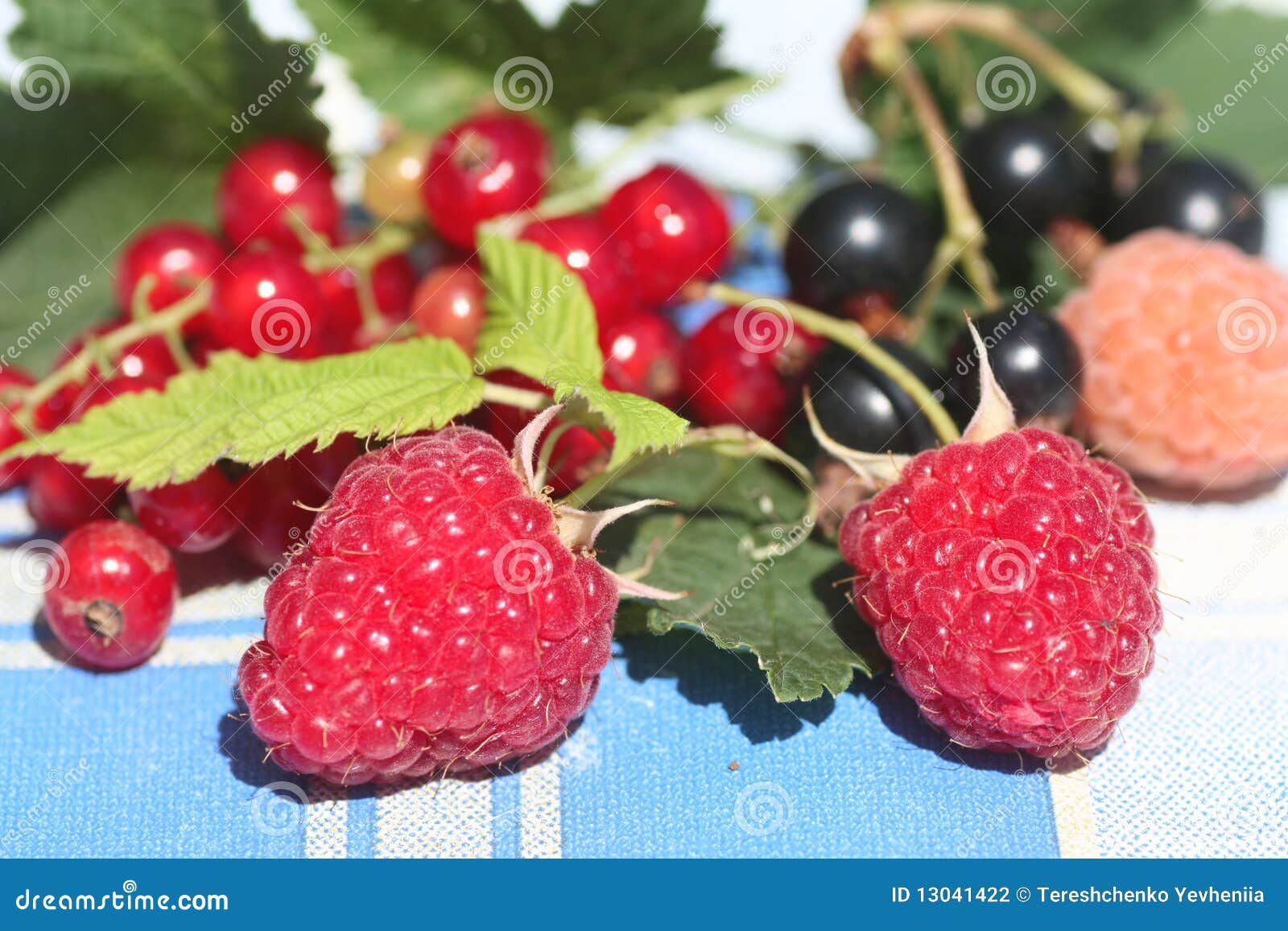 Mix of summer berries stock photo. Image of freshness - 13041422
