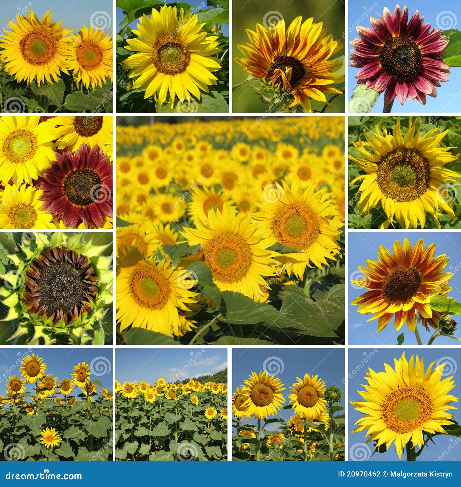 Mix of sunflowers stock photo. Image of head, collection - 20970462