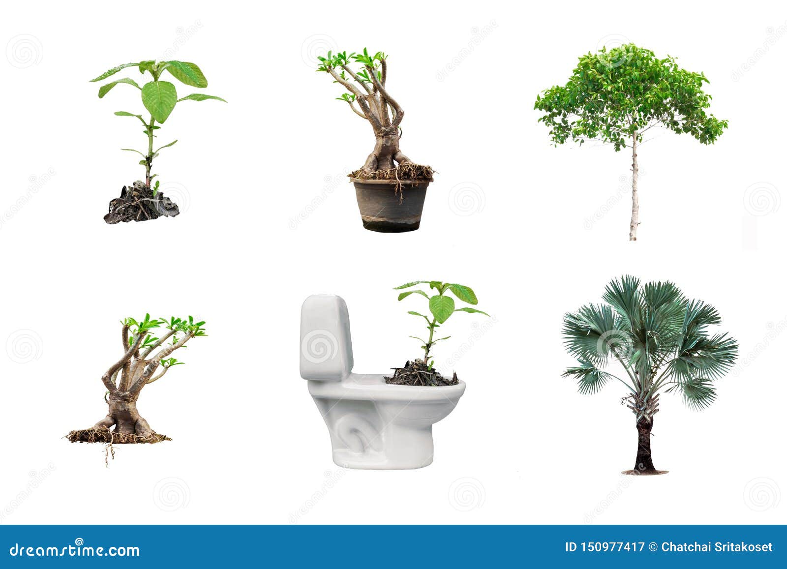 Mix Tree on White Background Stock Image - Image of natural, garden ...