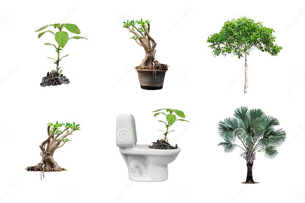 Mix Tree on White Background Stock Image - Image of natural, garden ...