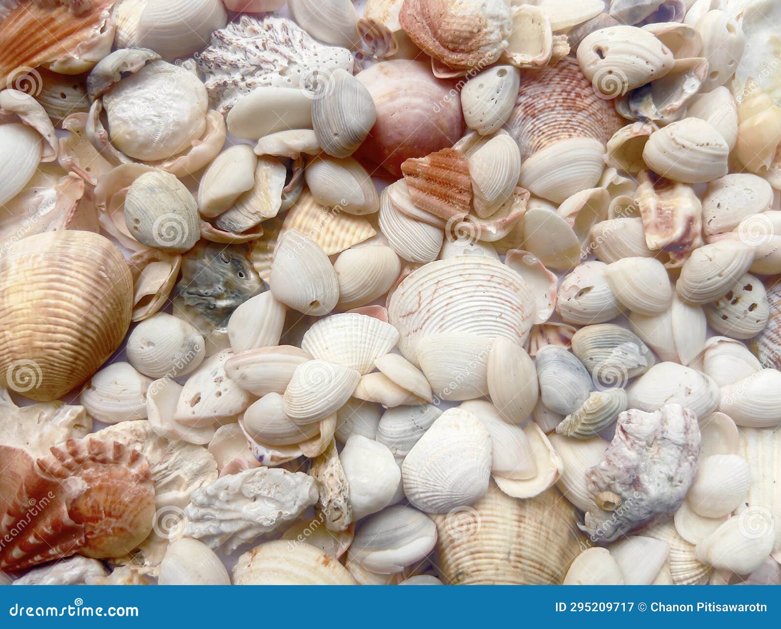 A Mix of Various Seashells are Used for Textures and Backgrounds Stock ...