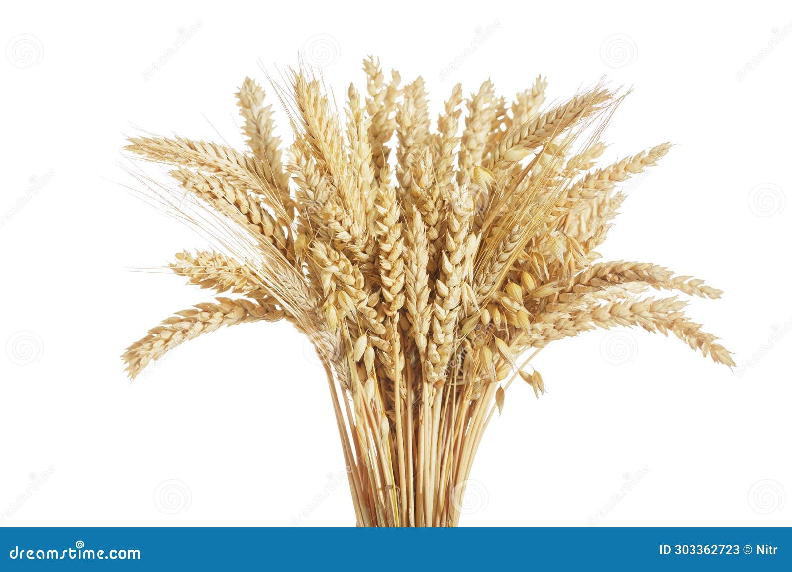 Mix of Wheat Ears, Rye, Barley and Oats on White Background Stock Image ...
