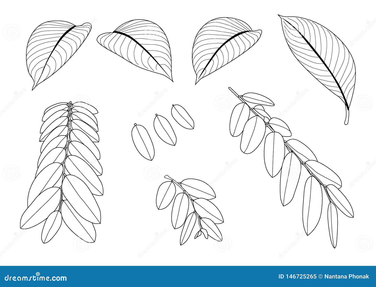 Leaves Line Design Lined Pattern Black on White Background Stock ...