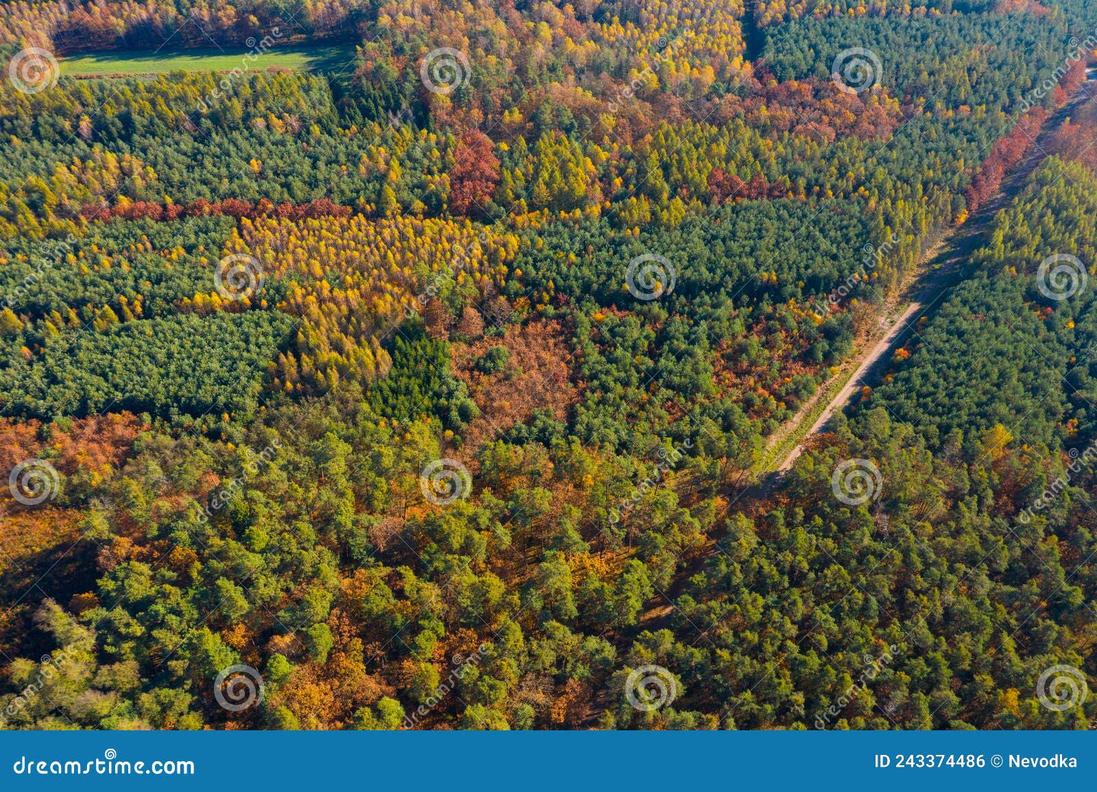 Mixed Artificial Forest with Different Kinds of Trees Stock Photo ...