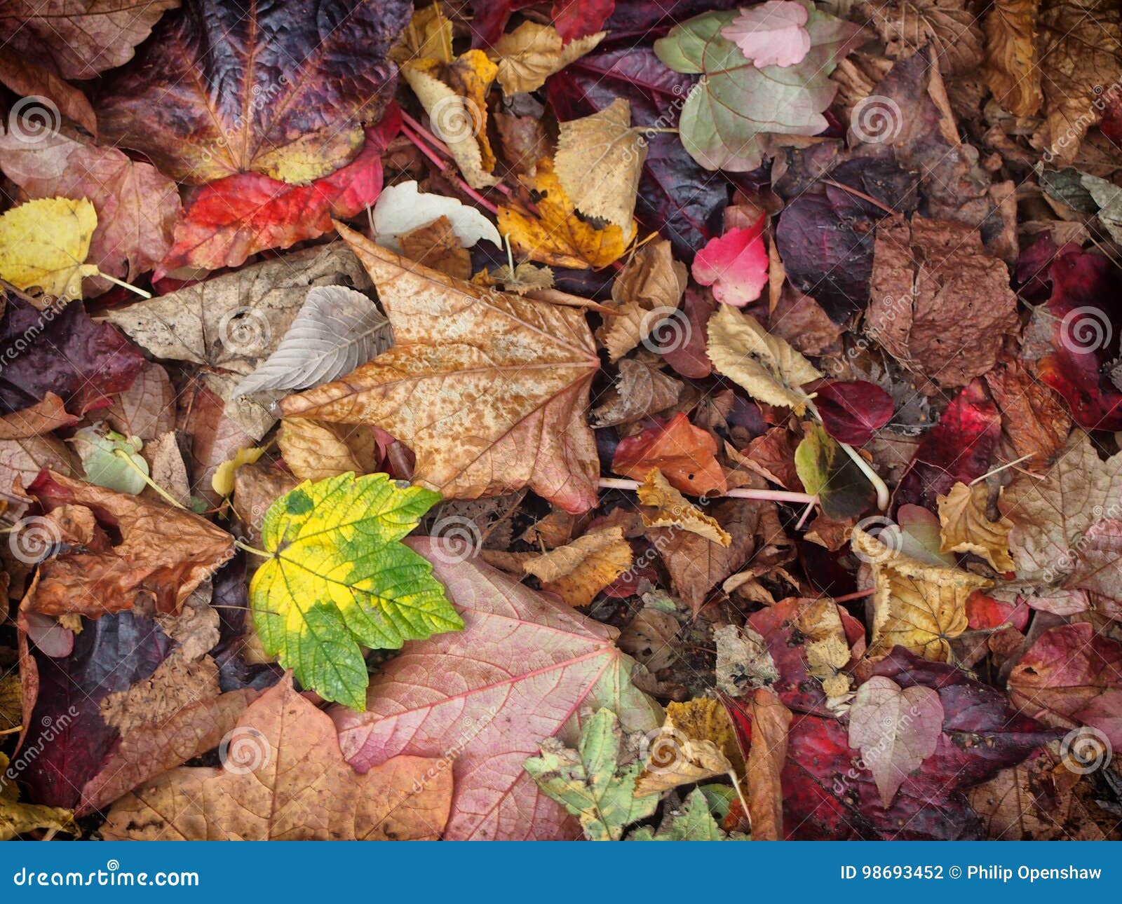 Mixed Autumn Leaves Background with Different Shades of Fall Col Stock ...