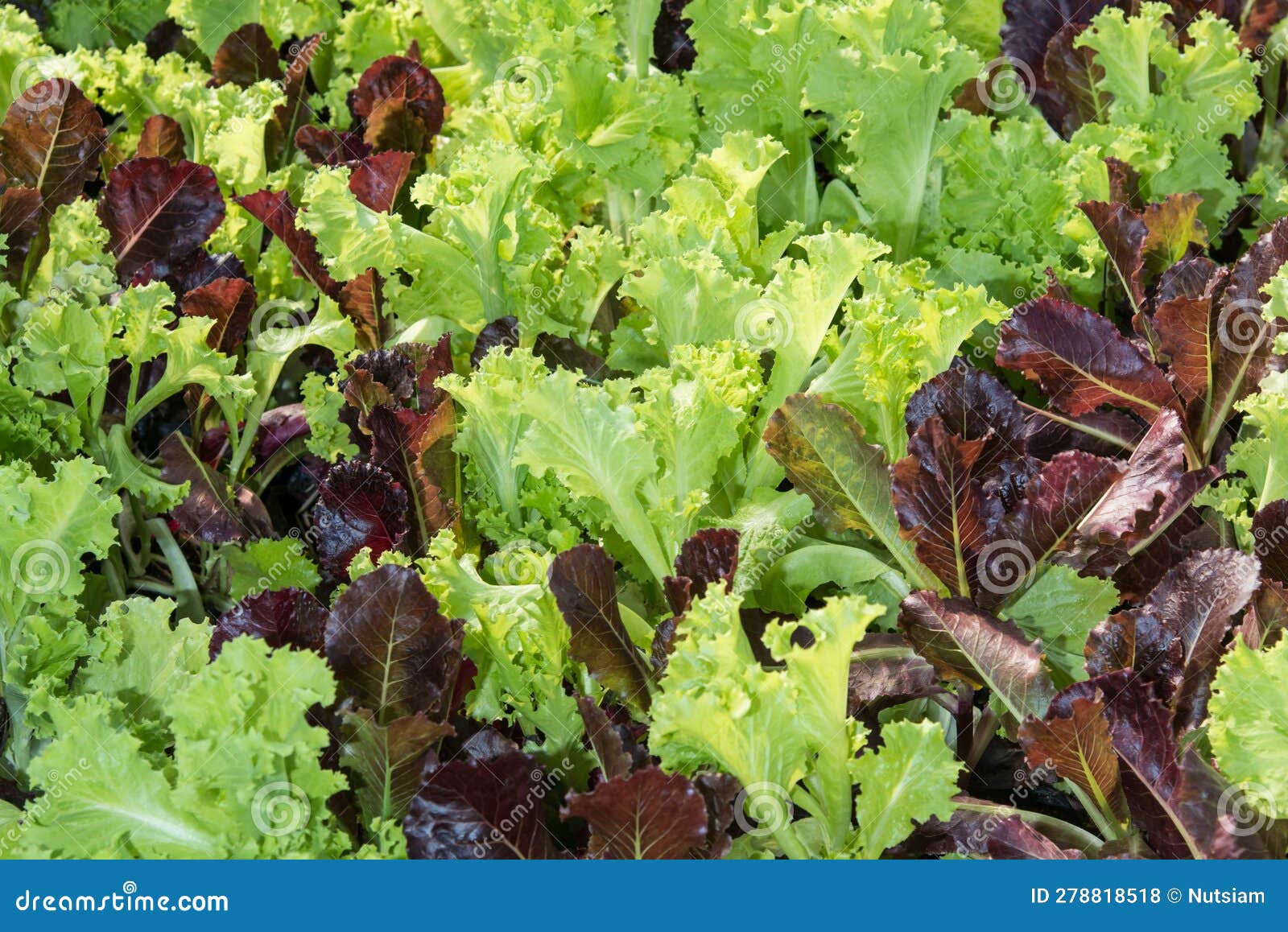 Mixed Baby Cos Vegetable Hydroponics and Sunlight Stock Photo - Image ...