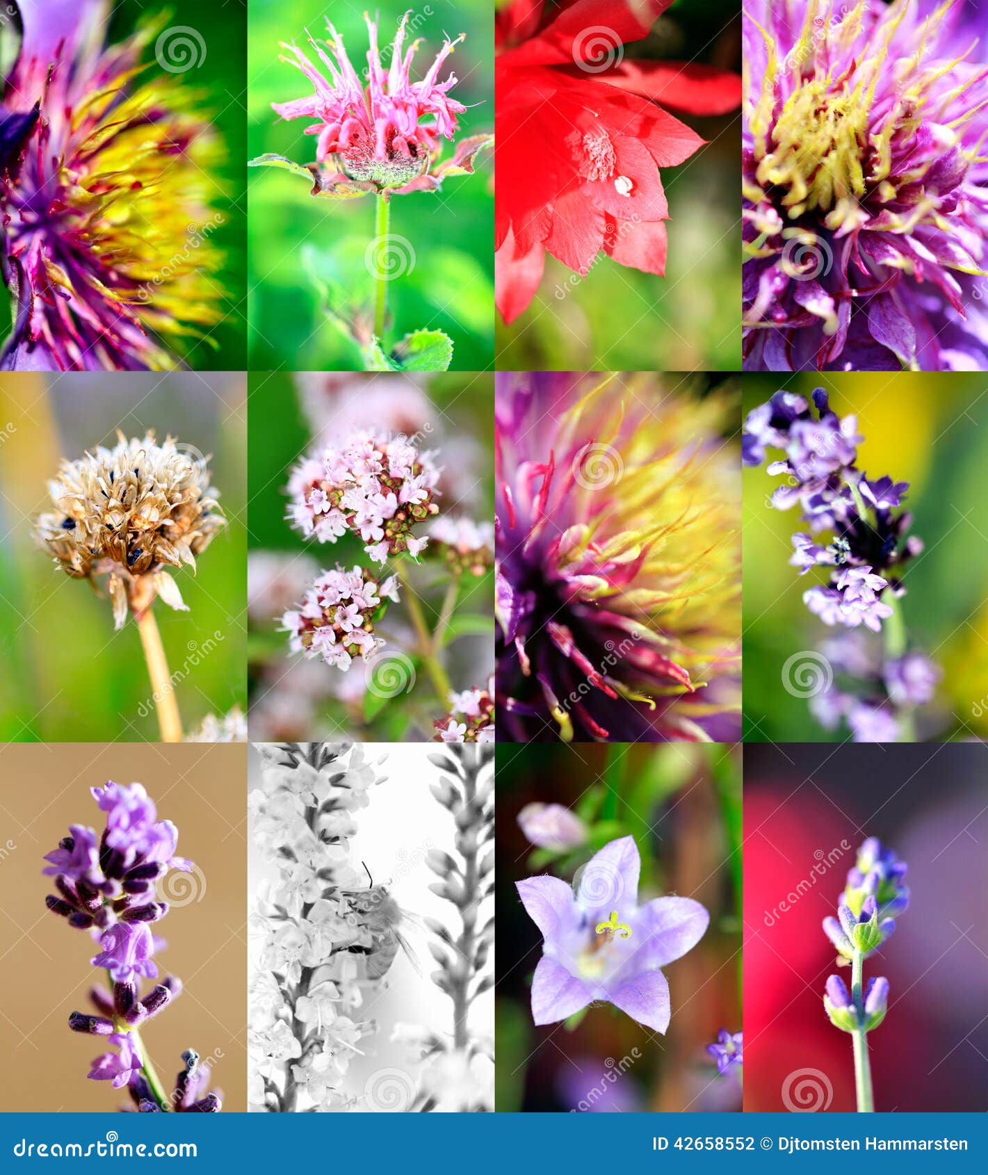 Mixed beautiful flowers stock photo. Image of hammarsten - 42658552