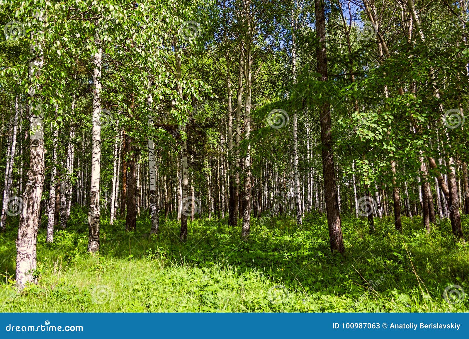 Mixed Birch and Coniferous Forest in Summer Stock Image - Image of ...