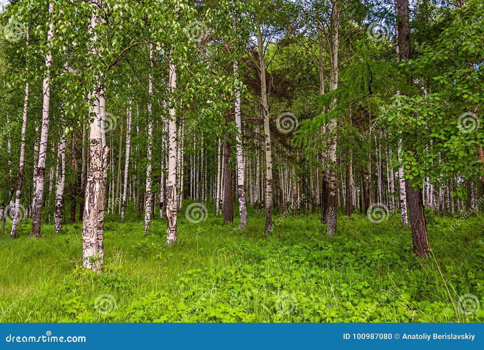 Mixed Birch and Coniferous Forest in Summer Stock Photo - Image of ...