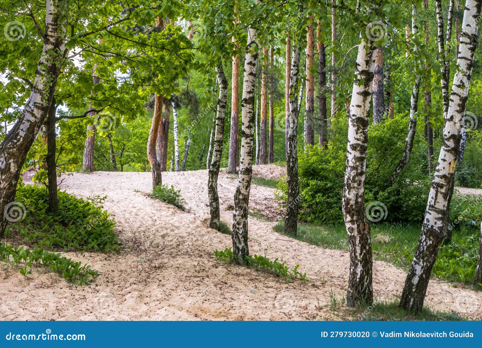 Mixed Birch and Pine Forest Landscape on Sandy Ground with Trace of ...