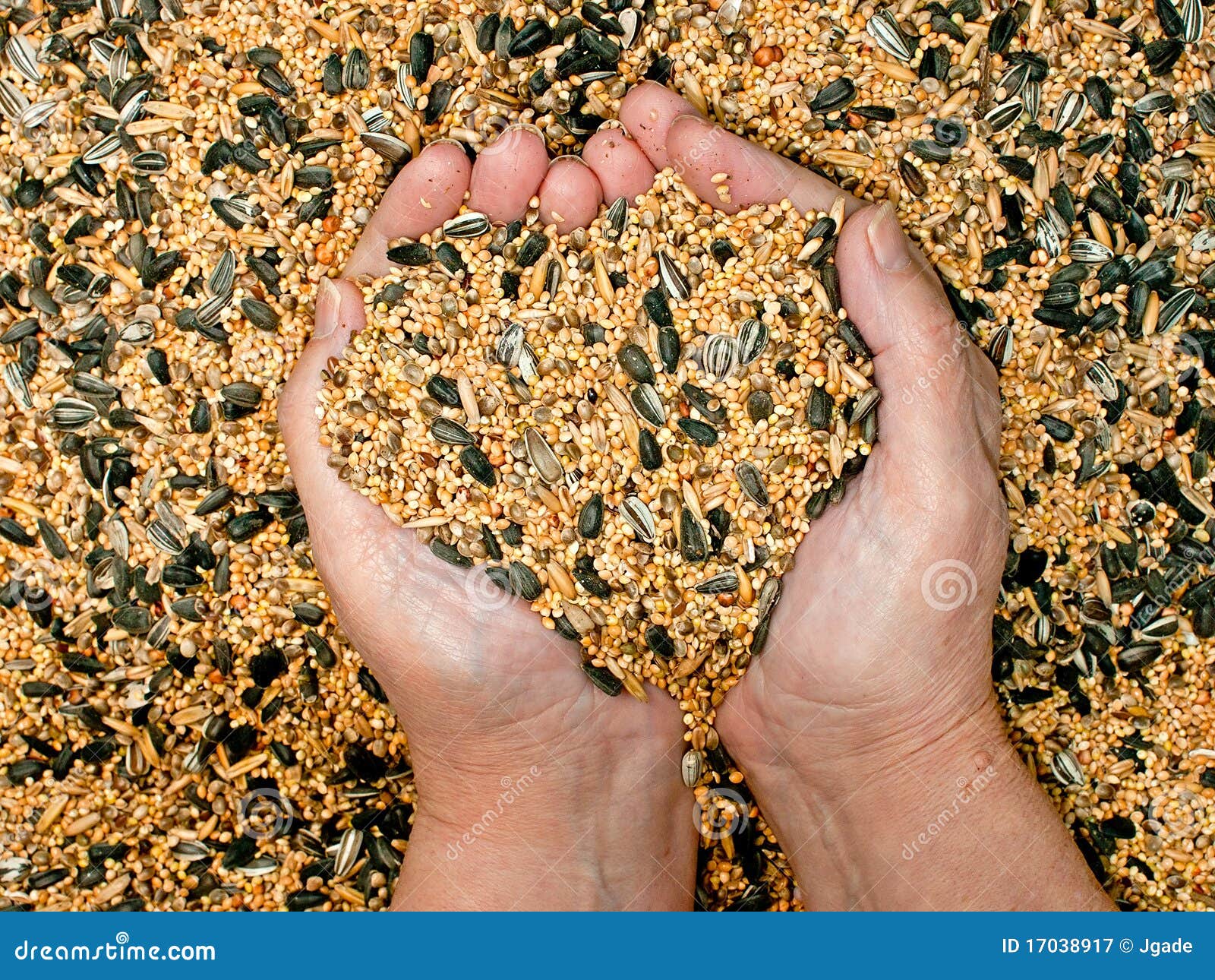 Mixed Bird With Bird In Flight Aboriginal Dance Day Maroochy River 2018 ...