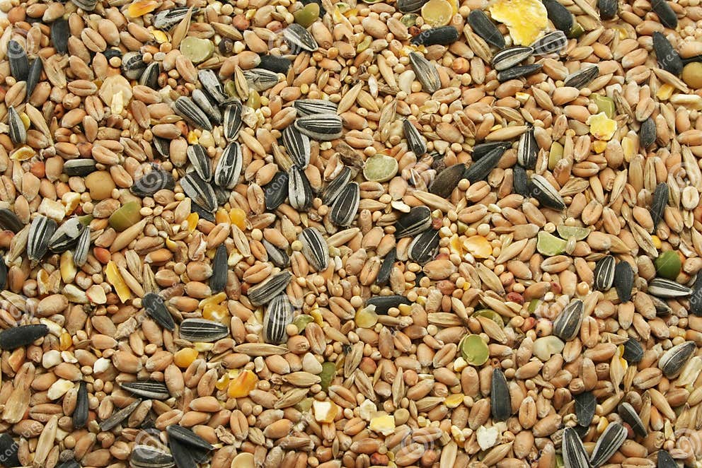 Mixed Bird Seed stock photo. Image of split, oats, background - 1990180