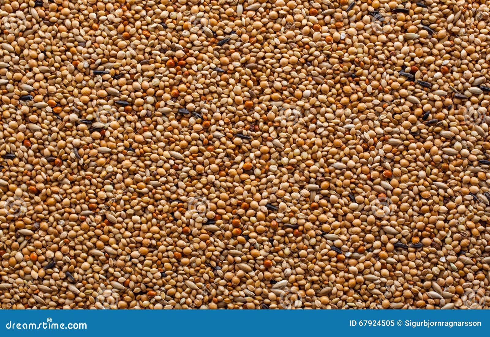 Mixed Bird Seed stock image. Image of birds, dari, closeup - 67924505