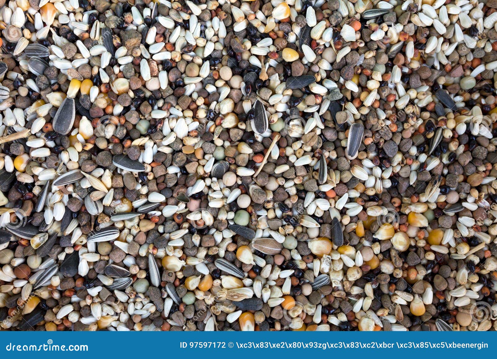 Mixed bird seed stock photo. Image of flora, daisys, asteraceae - 97597172